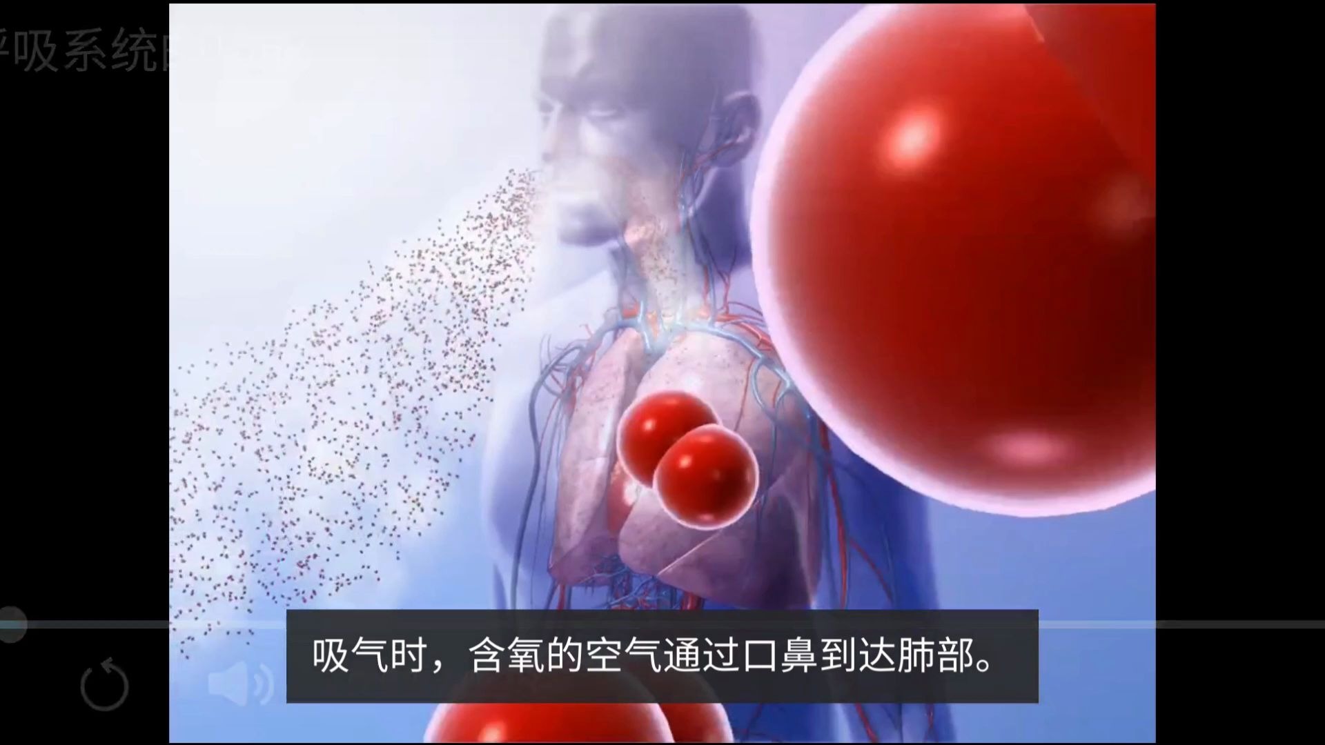 呼吸系统的作用