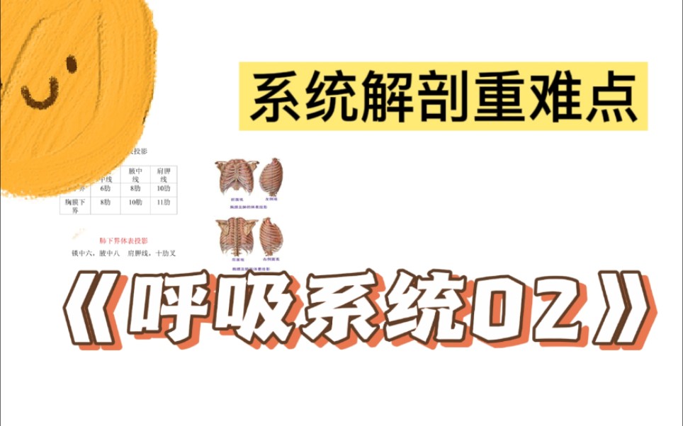 《专升本系统解剖》【系统解剖冲刺复习消化系统人体解剖专升本期末...