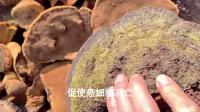 桑黄的功效与作用,桑黄菌市场价格是多少,桑黄有什么功效和作用