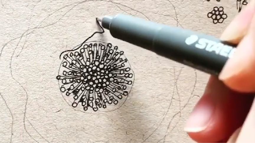 花卉的线描画法,使用工具针管笔,铅笔,高光笔