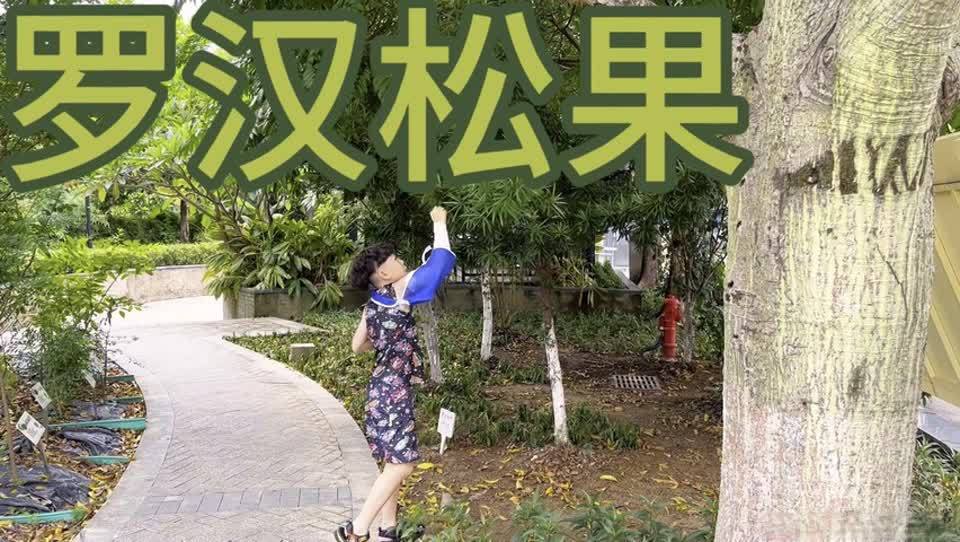 第一次见罗汉松的果实,更没想到还可以吃上,这得多幸运呢