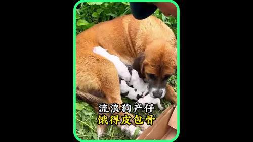 流浪狗在农田里生下孩子,被好心的老爷爷带回家收养第一集