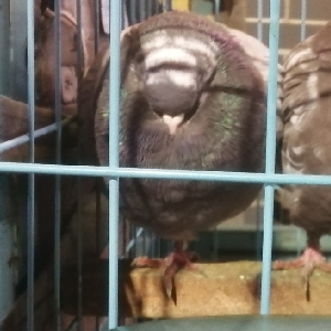 老男人不猥琐了 