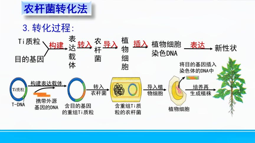 高中生物选修三～农杆菌转化法