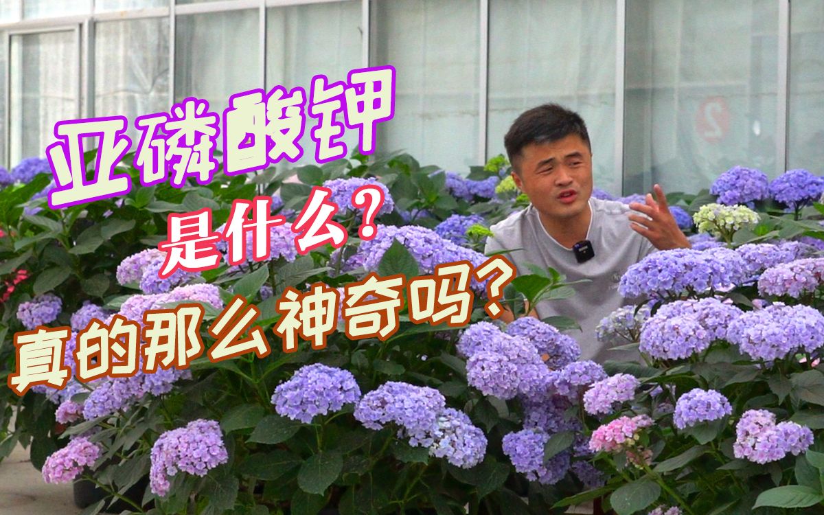 最近很火的亚磷酸钾是什么?有那么神奇吗?真的有必要使用吗?