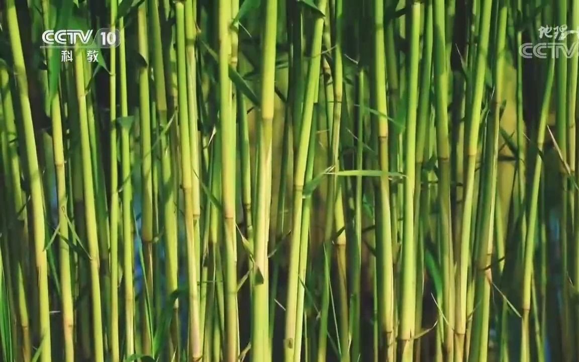 【环境保护】芦苇的生态作用 收割芦苇的原因(含高考题)