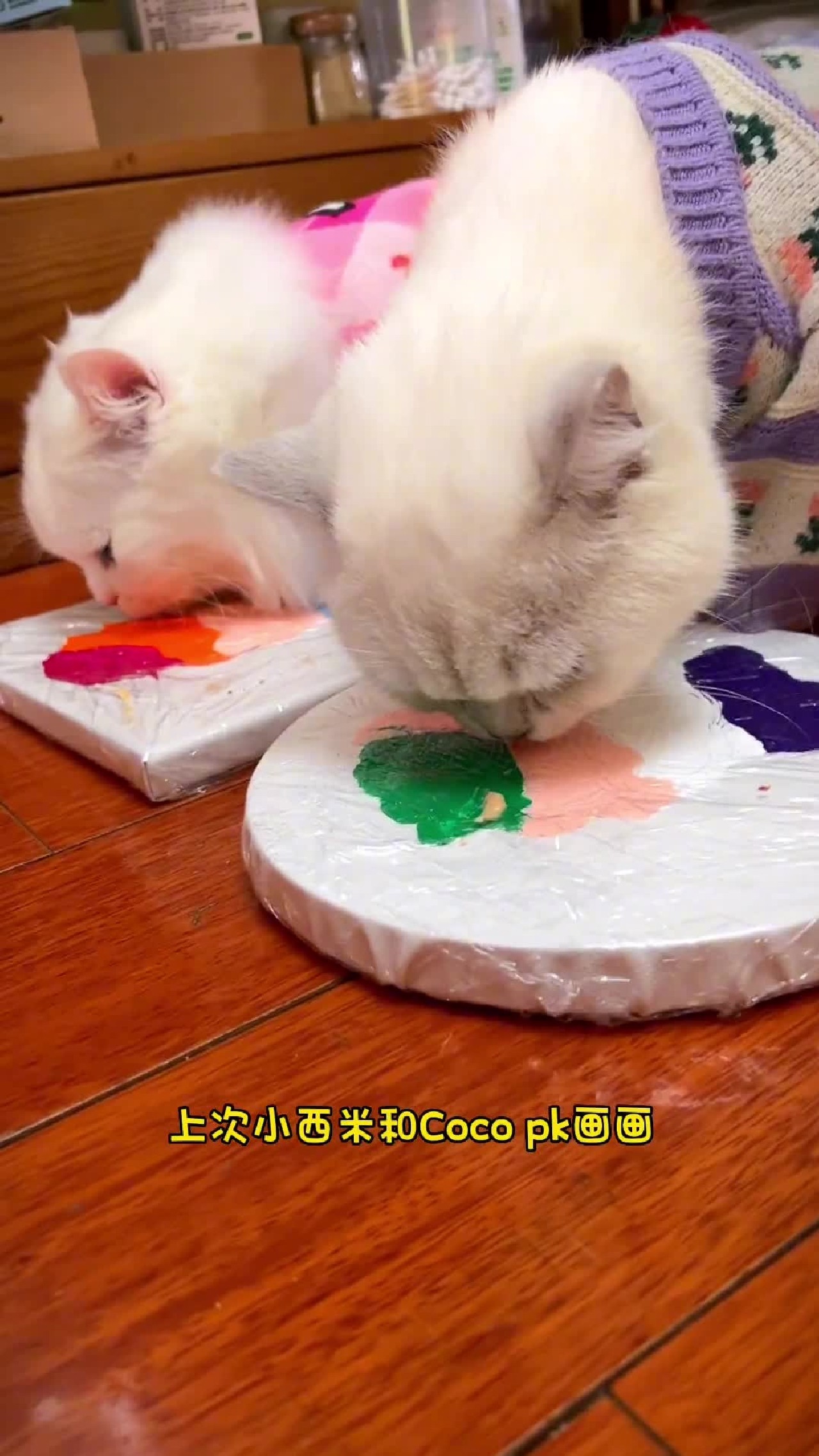 想不到小猫咪也有画画