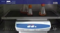 如何在您的实验室中建立哺乳动物瞬时蛋白表达体系_标清