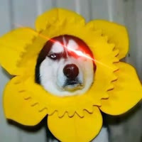 二哈笑梗 