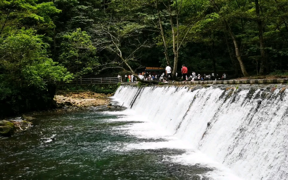 夏天不可错过的张家界国家森林公园金鞭溪大峡谷,凉爽怡人,抓鱼,玩水,...
