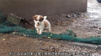 可爱的小狗想要出去玩耍，被小家伙给萌到