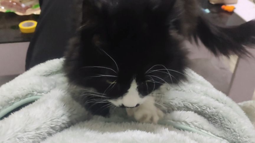 猫咪连着3天在主人身上踩奶,这是为什么呢?说主人胖吗!