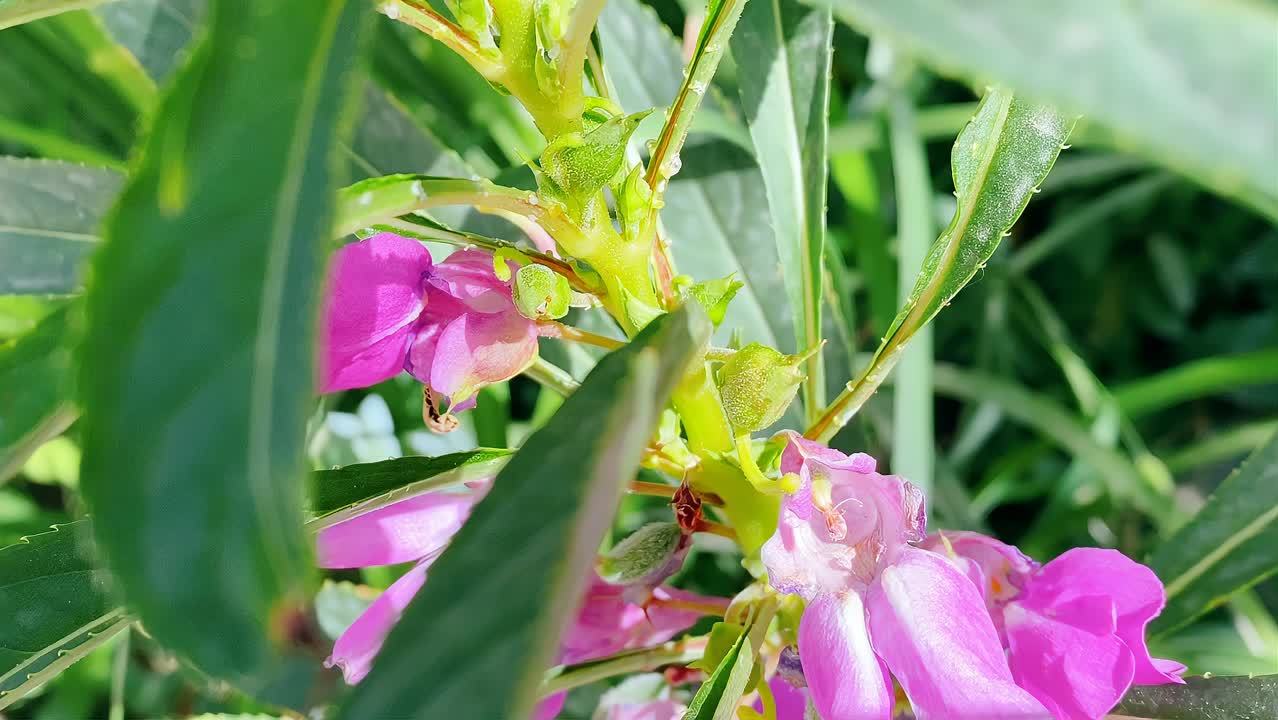 指甲花这样养护,生长旺盛,花开不断!