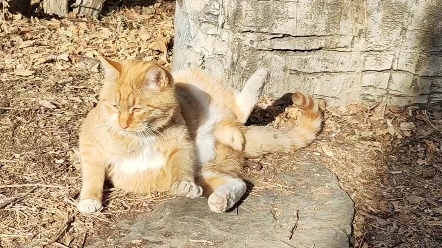 羞羞小猫咪