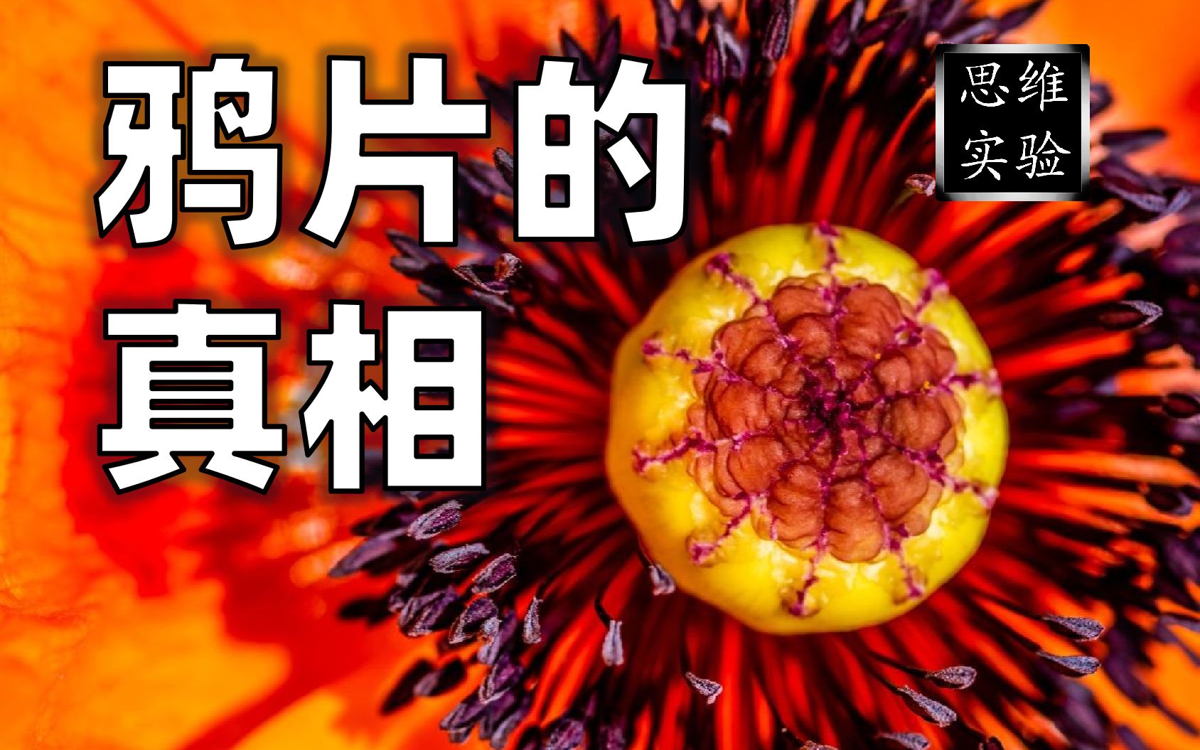 【集合】鸦片战争的真相 没有什么好袒护的【思维实验室】53期