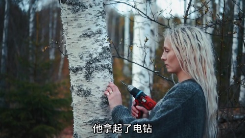 白桦树是怎么来的?喝它有什么好处?