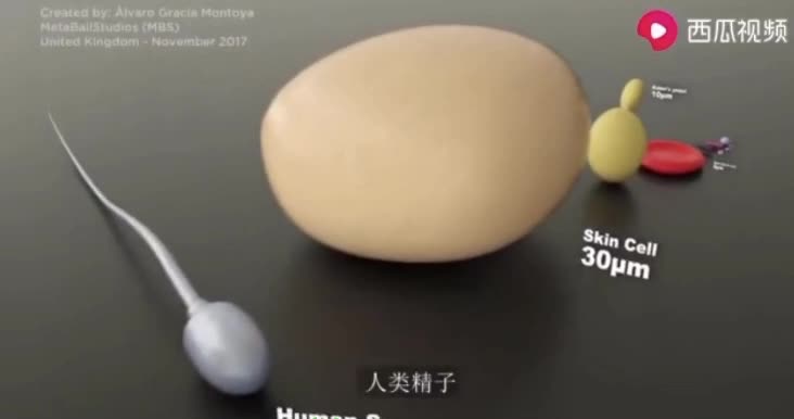 病毒,细菌,真菌,人细胞大小比较