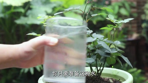 月季不生长、还黄叶掉叶?"一剂"下去呼呼冒粗笋