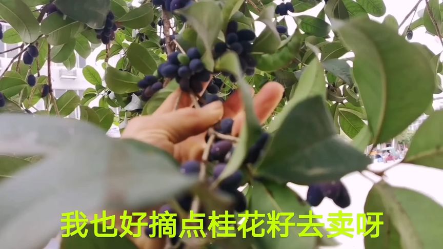 听说桂花籽的营养价值和药用价值都很高,为何却不见有人来收购呢