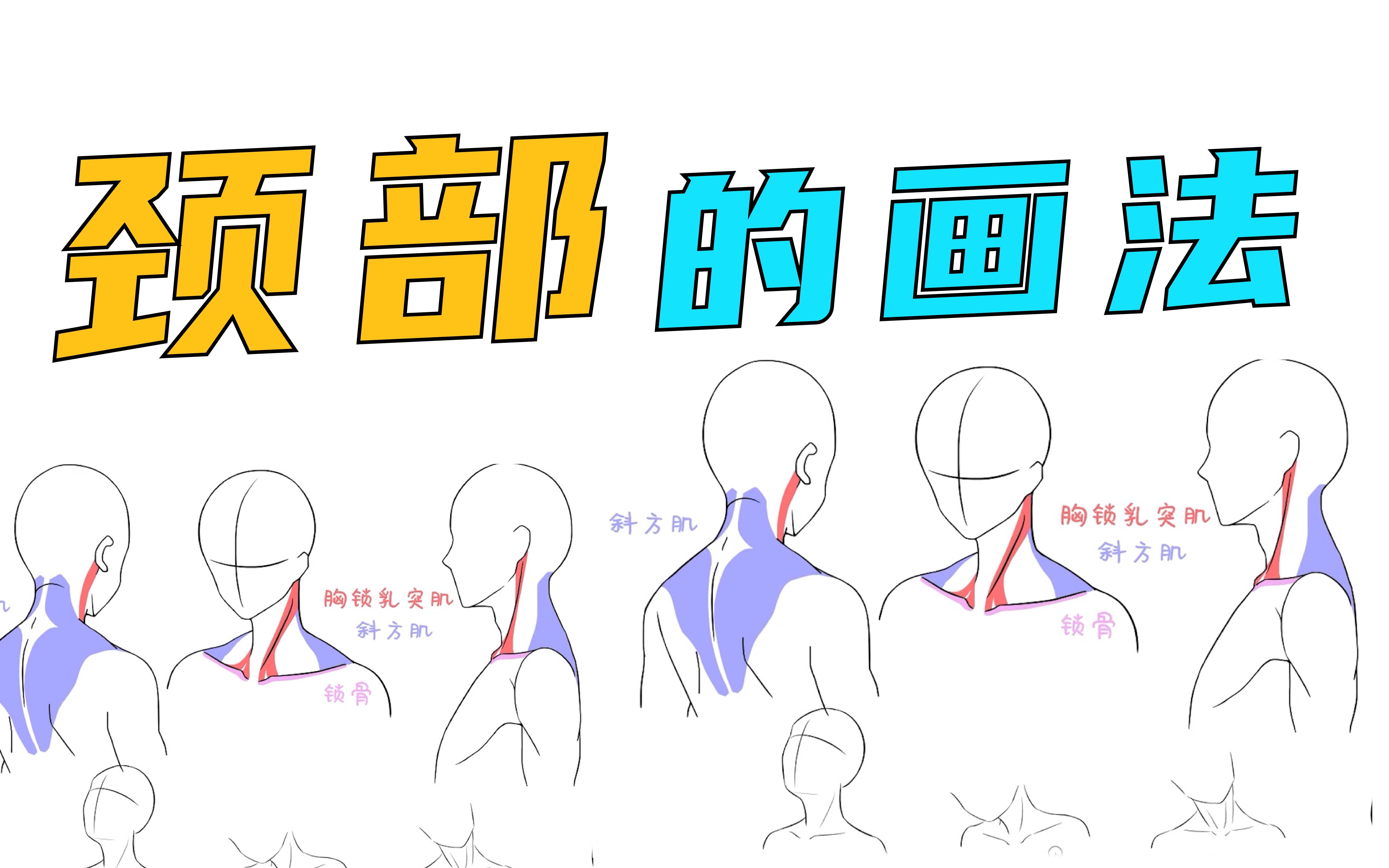【板绘教程 | 板绘培训 | 动漫线稿】想要画好动漫人物,颈部的画法尤为...