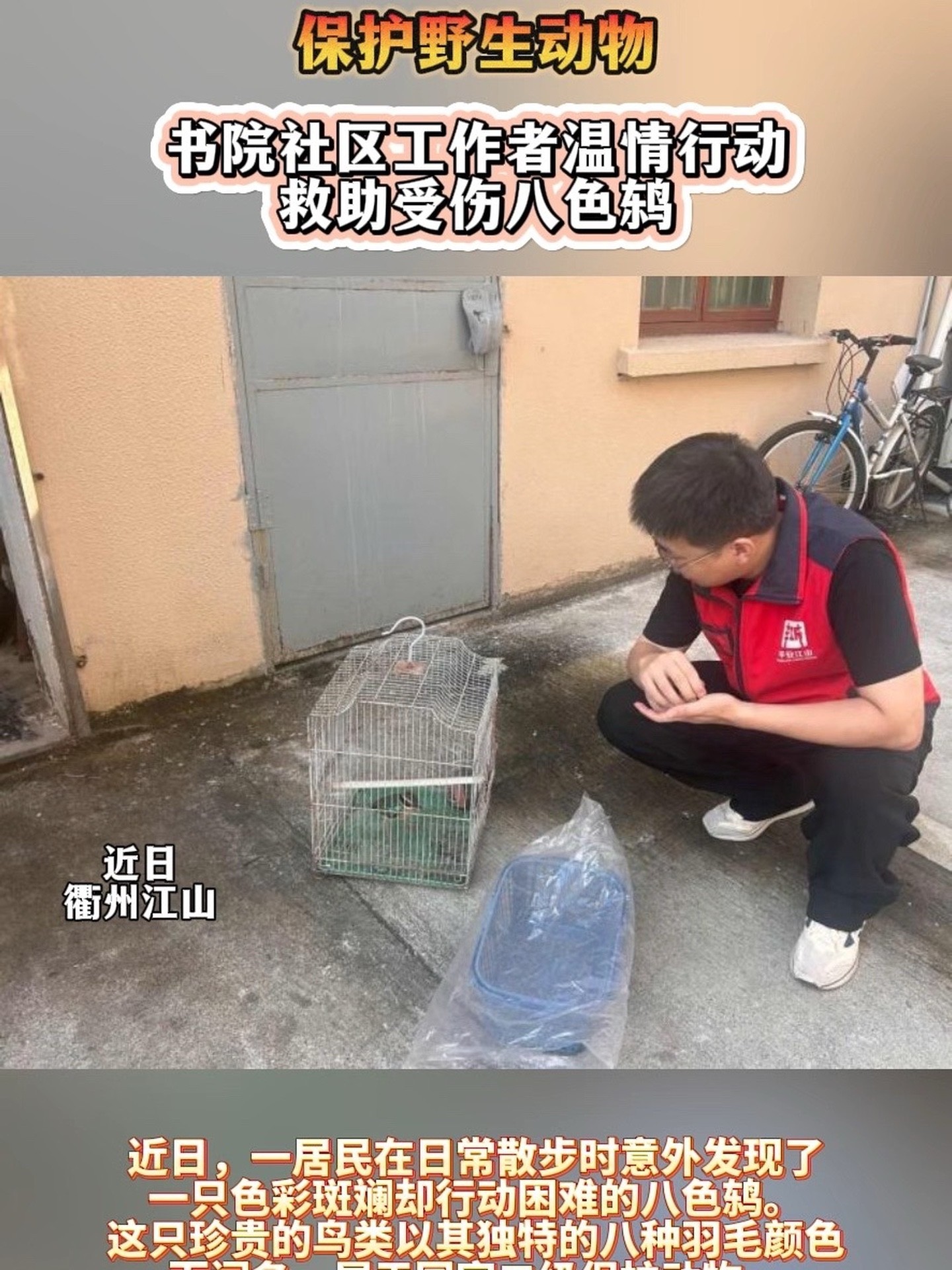保护野生动物,书院社区工作者温情行动,携手守护受伤八色鸫