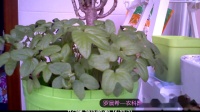 牵牛花生长记录