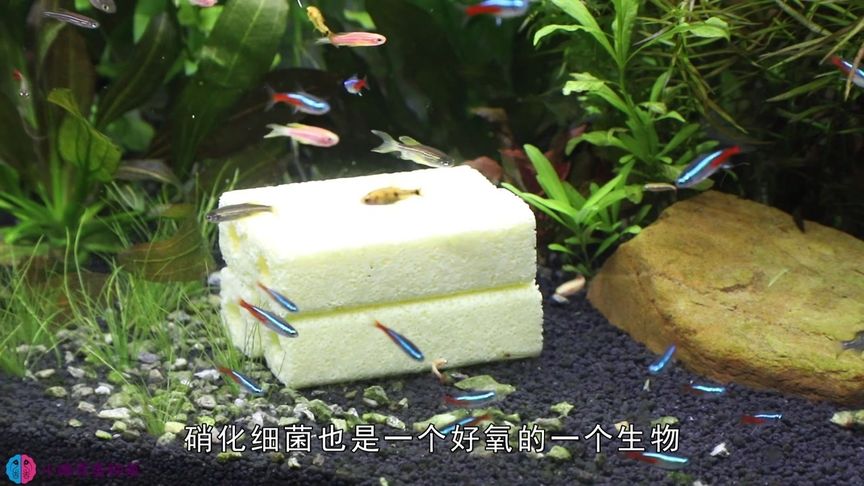 把过滤器材放鱼缸可行吗?说有用,也有用,但是不值得
