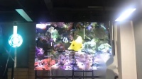 3D全息LED风扇屏具有3D效果逼真寿命长低能耗使