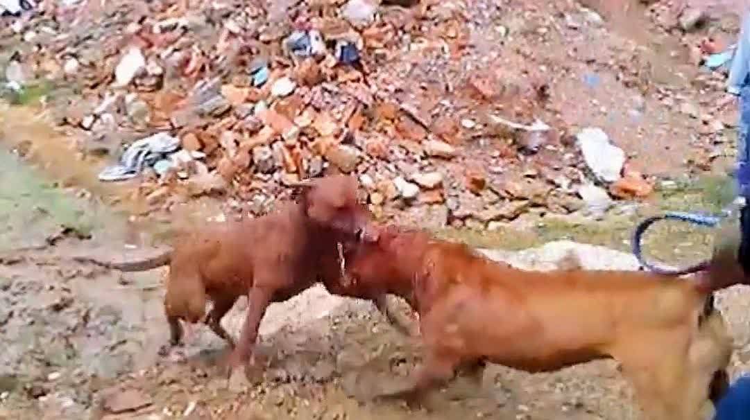 两只比特犬在打架,非得拼个你死我活吗?有点激烈啊
