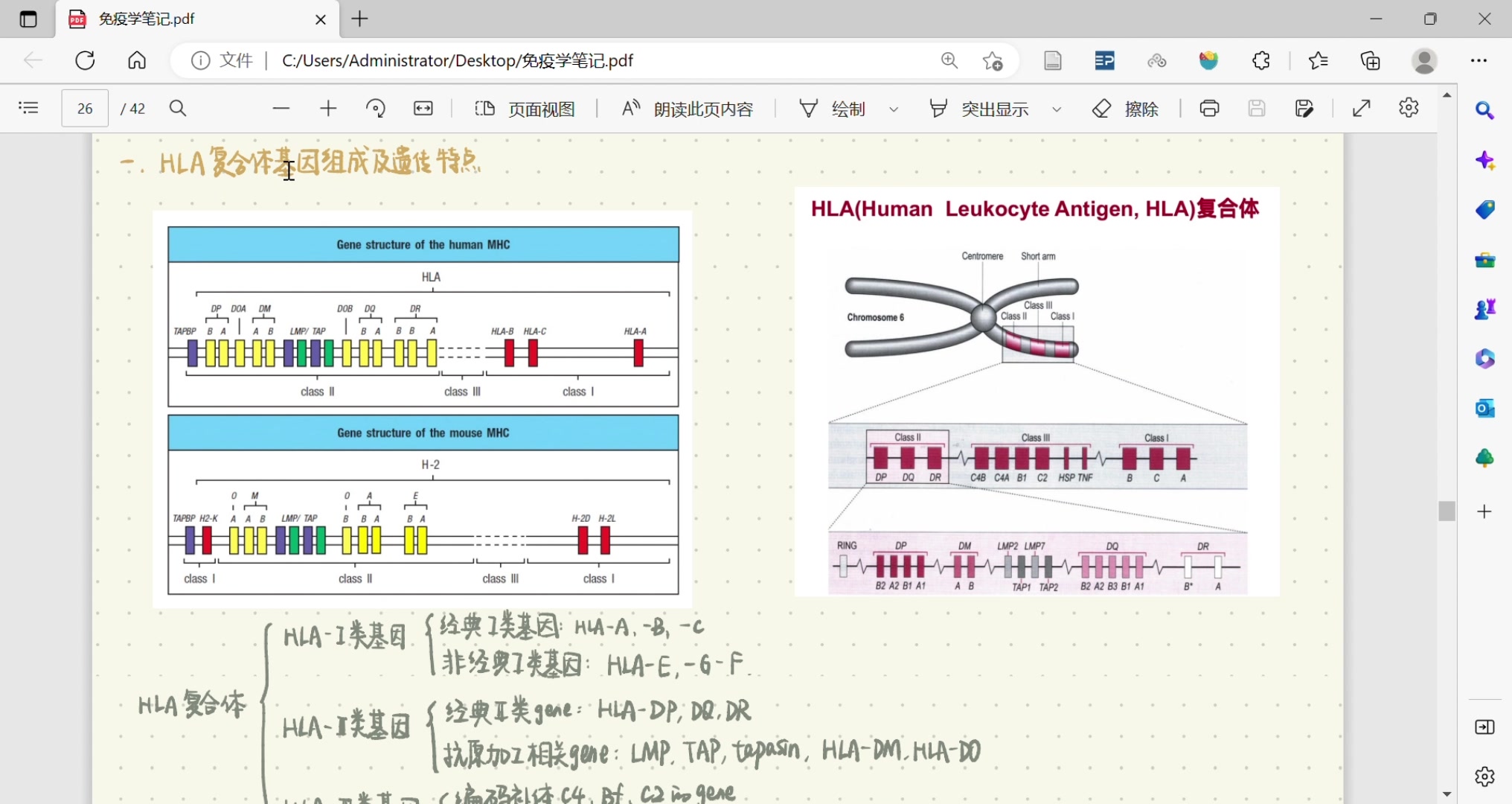 医学免疫学 自讲自用(7主要组织相容性分子)
