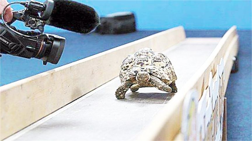 世界上爬得最快的乌龟:时速0.28米每秒,是普通乌龟的三倍