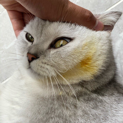 大毛孙老师 