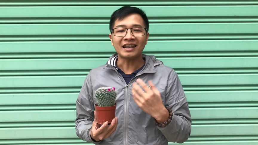 仙人球“玉翁”,要懂得养护“三部曲”,春季来临球体开满圈小花