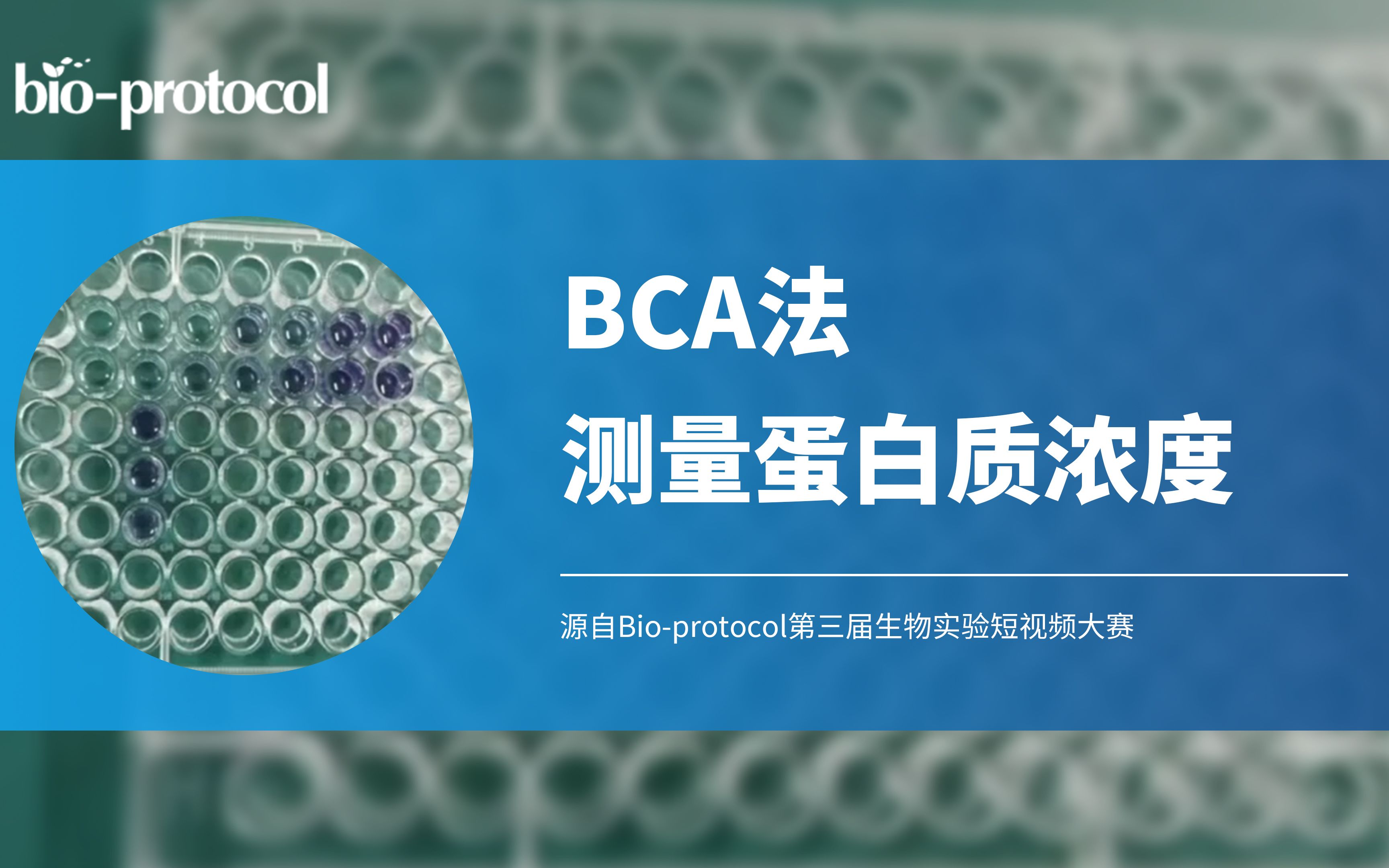 【短视频大赛】BCA法测量蛋白质浓度