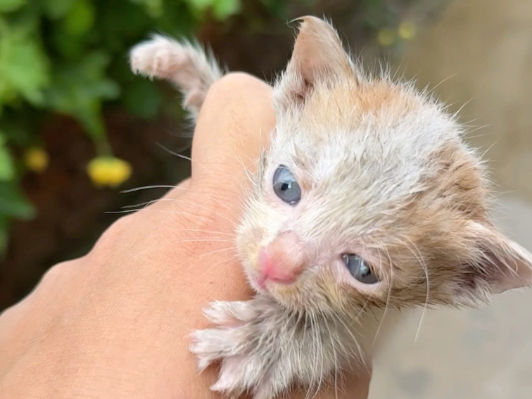 消失的爹,失踪的妈,苦命的仨娃没有家