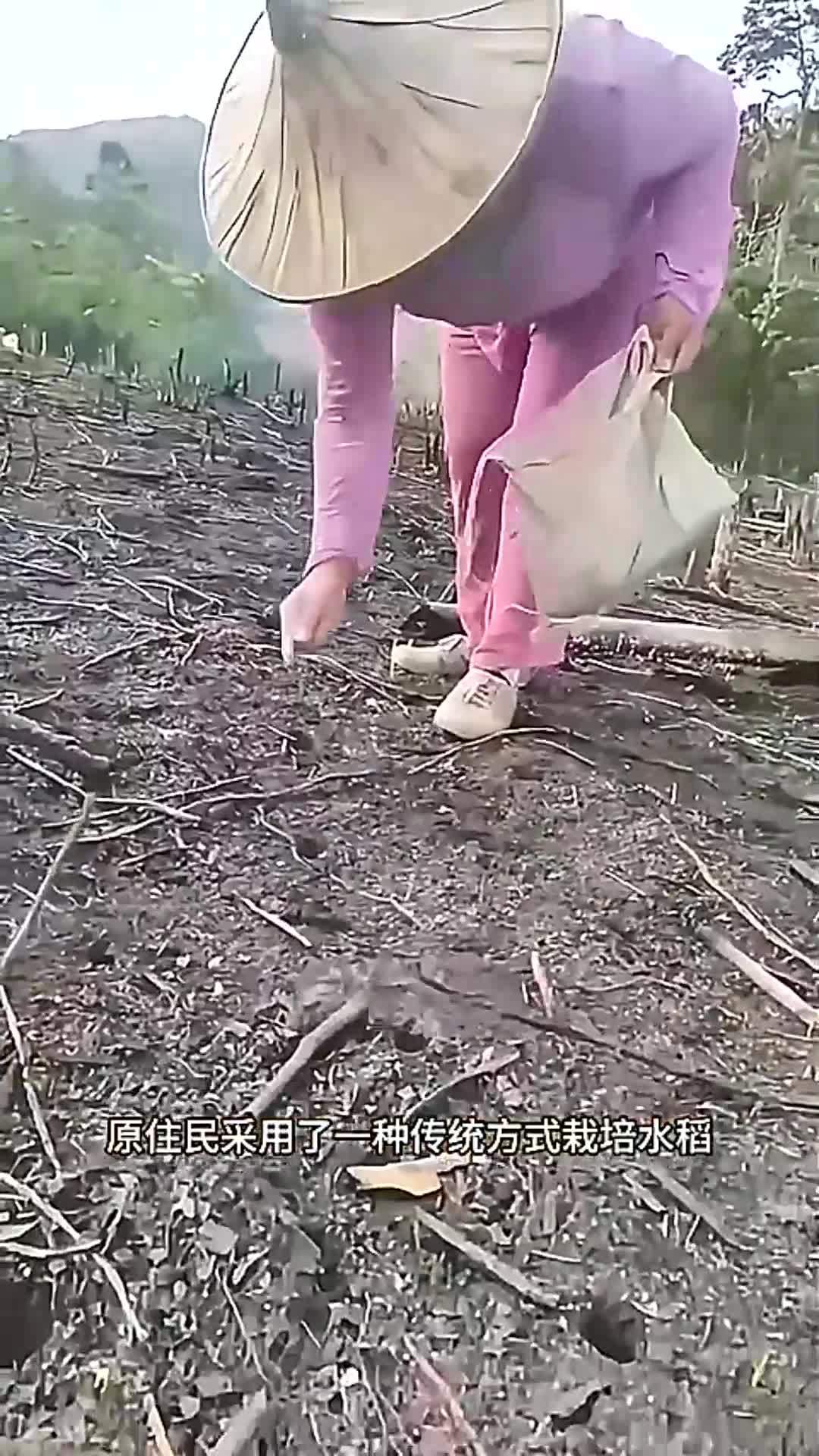 在山坡种植水稻的过程