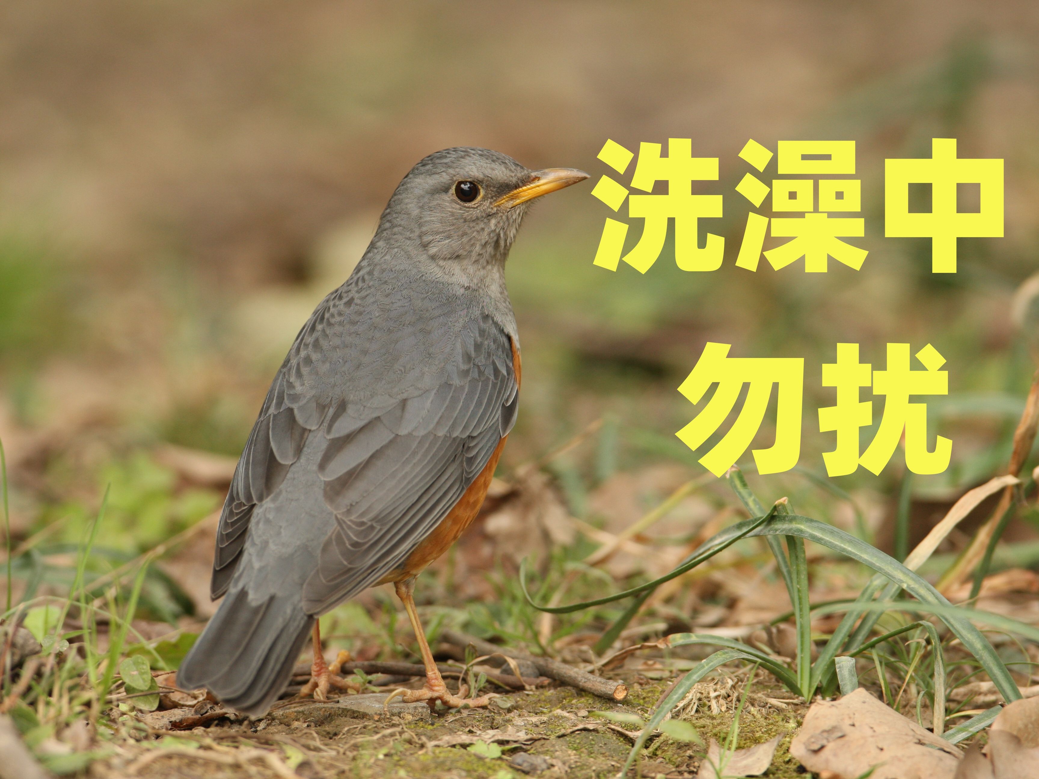 微型纪录片:洗澡中,勿扰