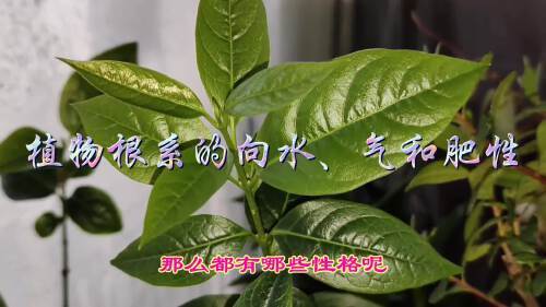 植物根系还能有性格吗