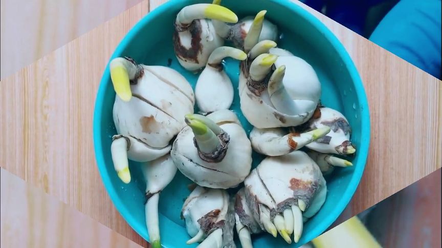 养花教程,如何水培水仙种球