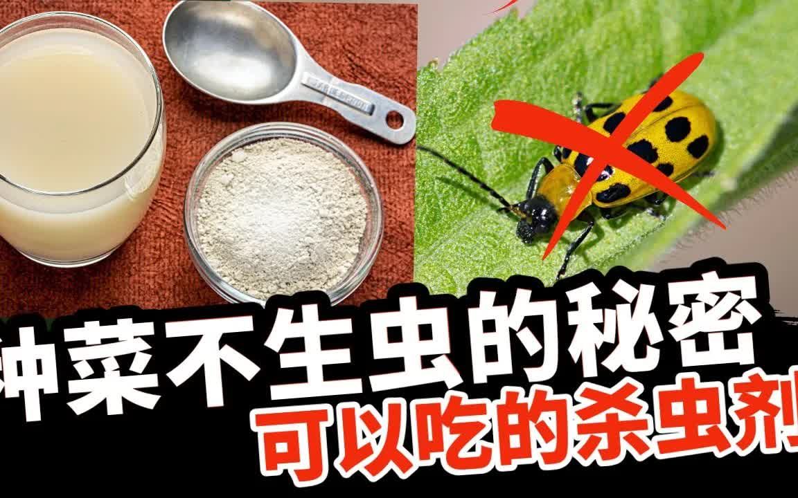 种菜防虫除虫系列3:天然无毒杀虫剂硅藻土 教你如何使用最安全有效的...
