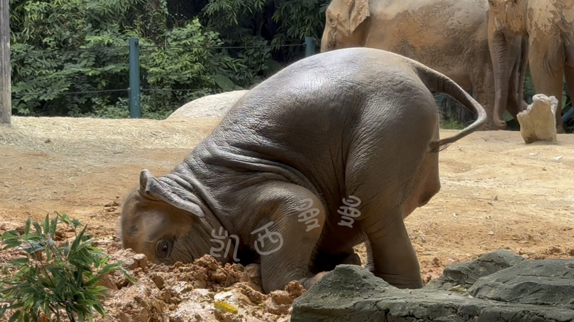 ...我给你们表演个顾涌,好了,我去等丰容了!#亚洲象 #长隆野生动物世界 ...