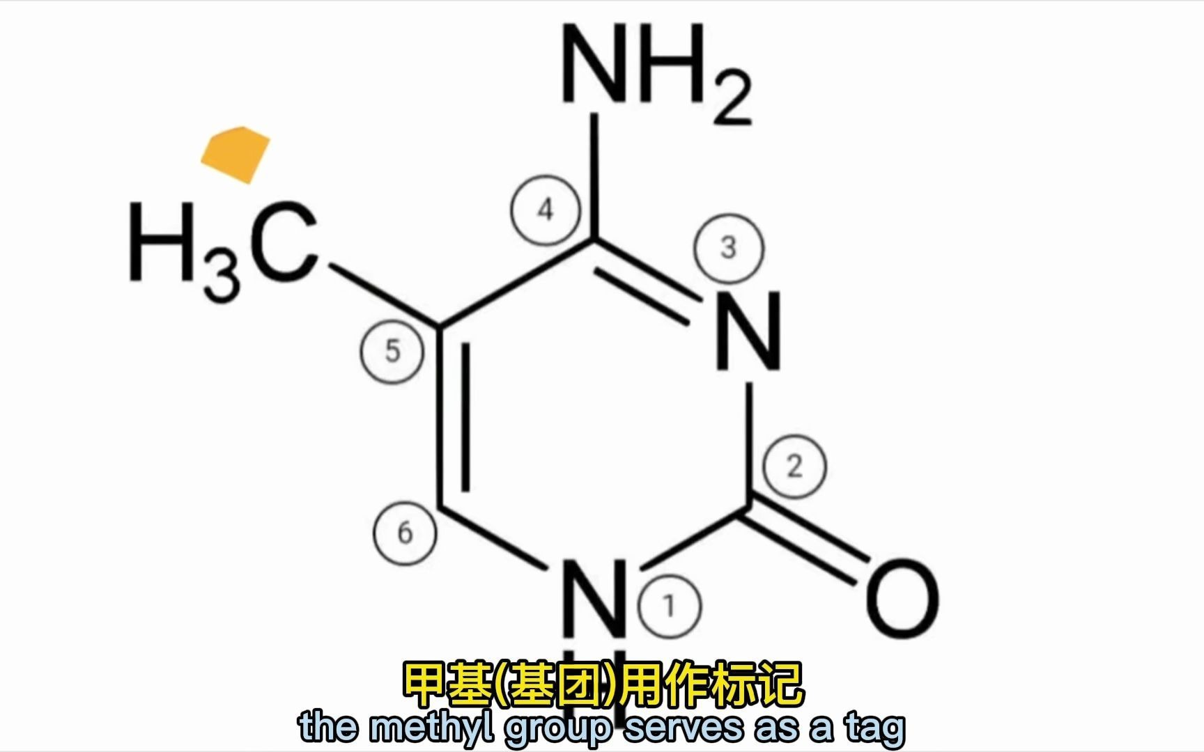 基因组印迹以及DNA甲基化过程是如何形成的?