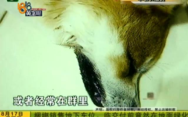 ...”突然死亡,怀疑有人“投毒”。“小区还发现三只野猫,同样症状。”