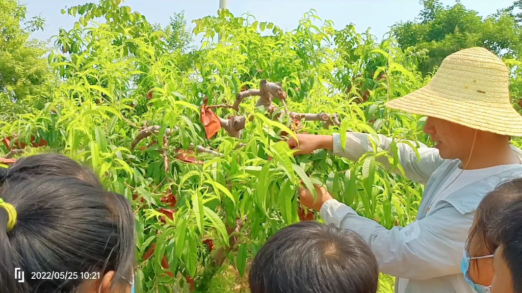 去桃林体验夏日吧,劳动实践课真有趣