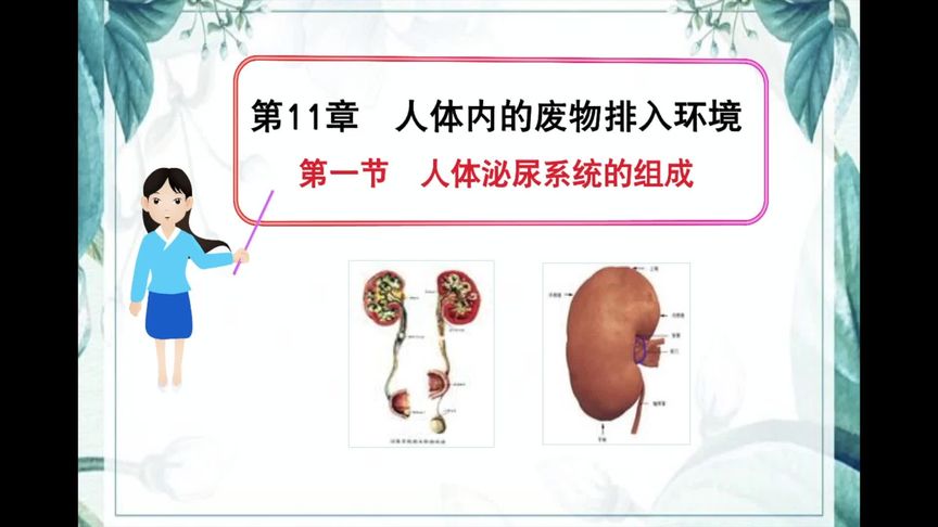 苏教版生物七年级下册11.1《人体泌尿系统的组成》