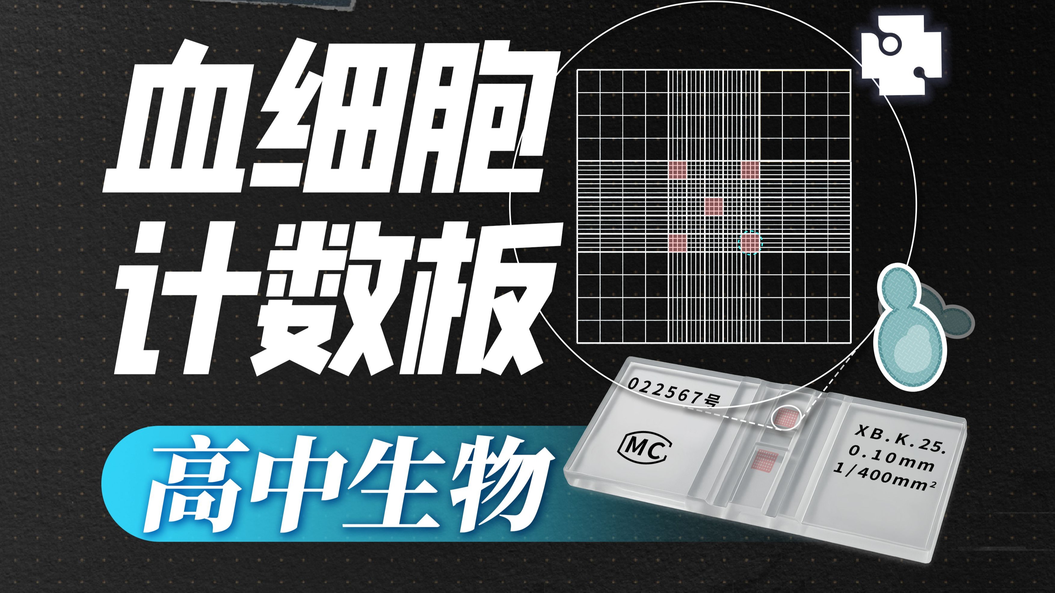 【高中生物必会考点】血细胞计数板-选择性必修二