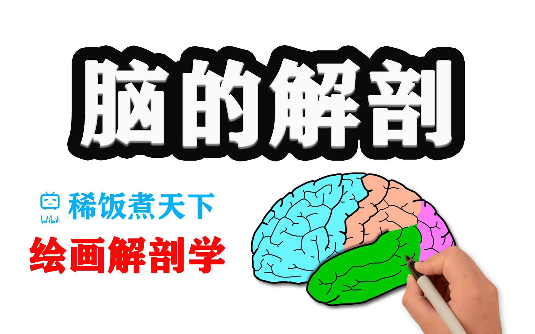 【绘画解剖学 神经】脑的解剖