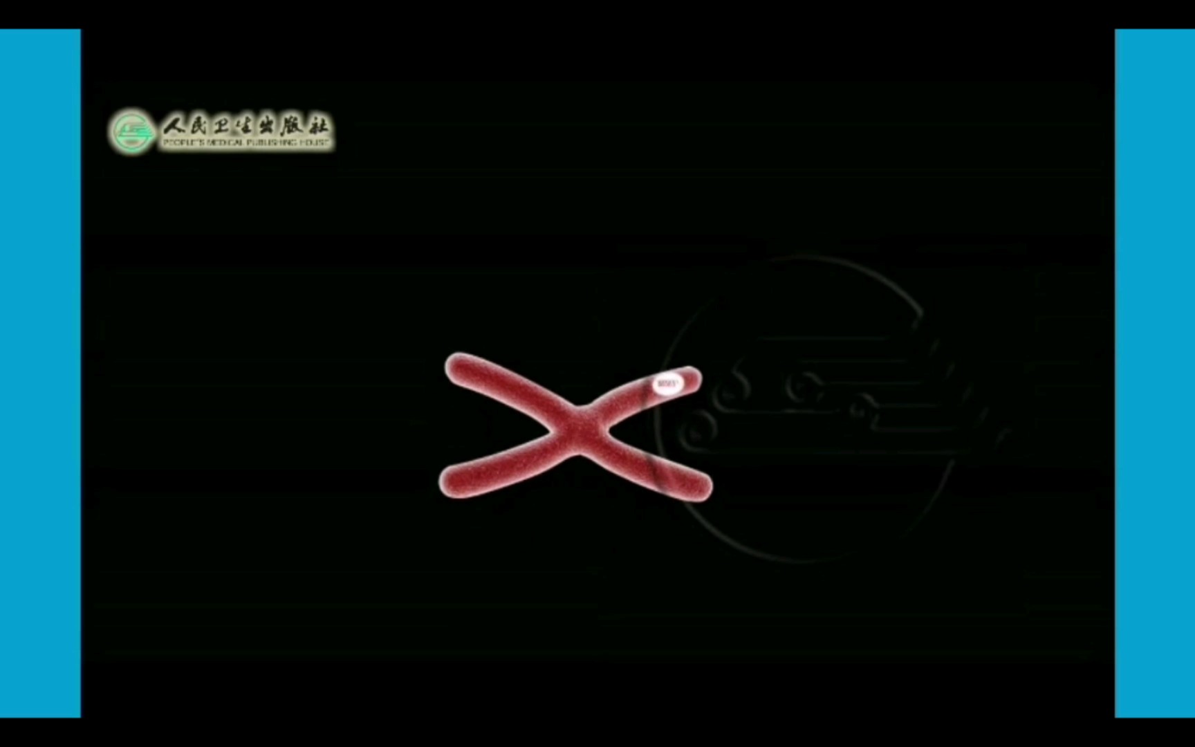 【细胞生物学】核小体浓缩成染色体的过程