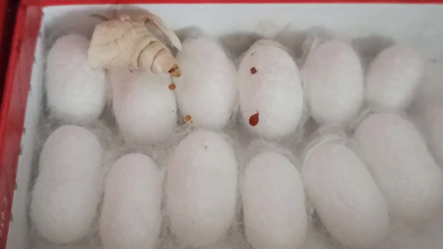 养蚕日记(十五),经过一个星期结茧,第一条蚕终于破茧而出!