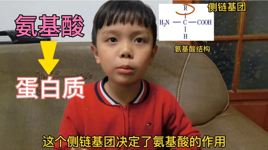 今天聊聊氨基酸是如何形成蛋白质的